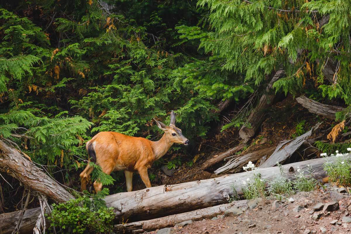Your Guide to Hurricane Ridge Trails & More in Olympic National Park