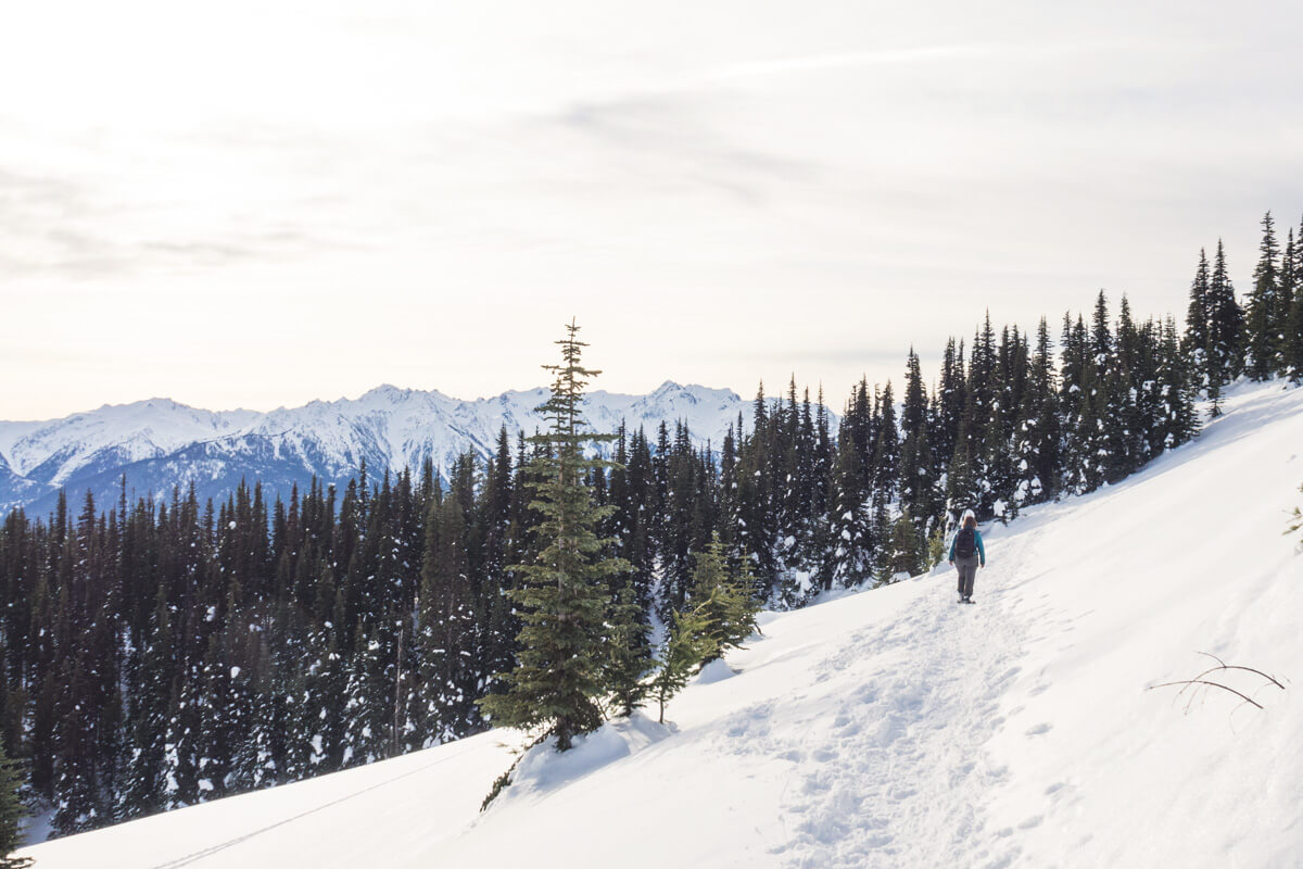 Your Guide to Hurricane Ridge Trails & More in Olympic National Park